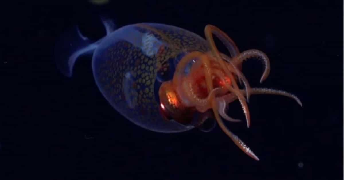 Lula colossal é filmada viva pela primeira vez no mar