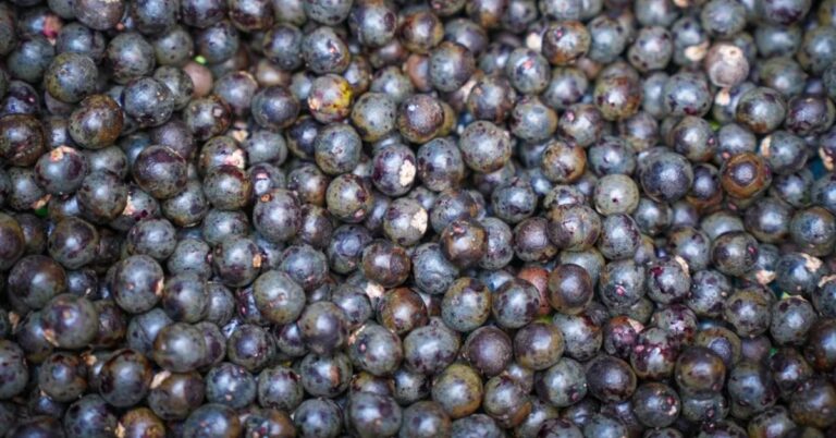 Fruta Nacional do Brasil: A importância do Açaí