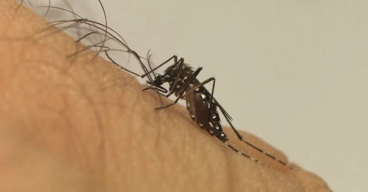 País sem mosquitos: A Islândia e seus segredos